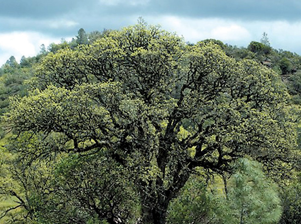 Pacific Horticulture | Sustainable Defensible Space