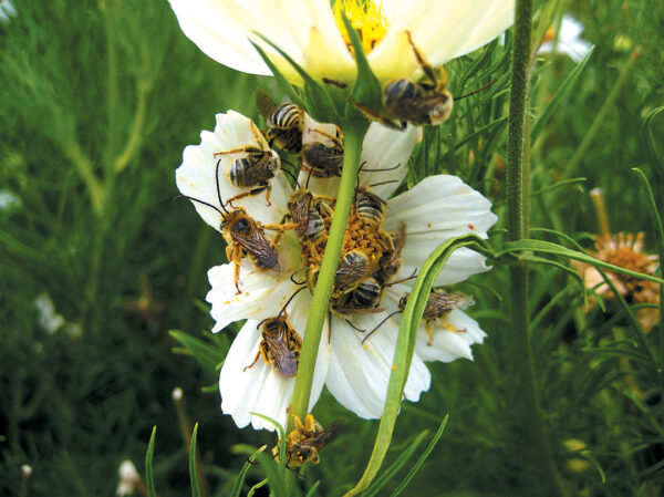 Pacific Horticulture | Starting Your Own Native Bee Sanctuary
