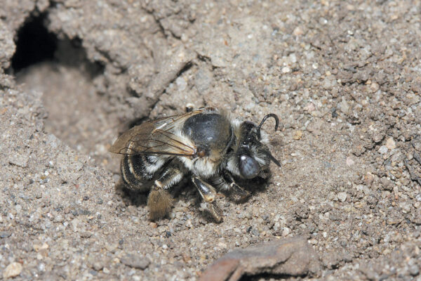 Pacific Horticulture | Starting Your Own Native Bee Sanctuary