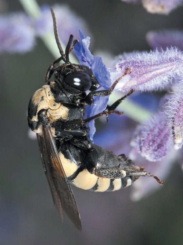 Pacific Horticulture | Starting Your Own Native Bee Sanctuary