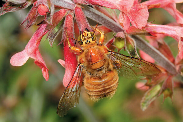Pacific Horticulture | Starting Your Own Native Bee Sanctuary