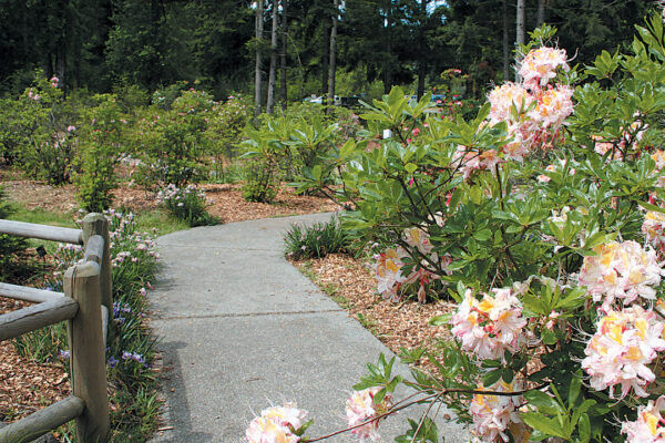 Pacific Horticulture | Smith-Mossman Western Azalea Garden