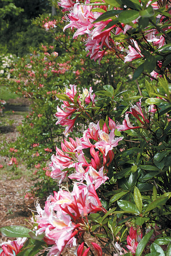 Pacific Horticulture | Smith-Mossman Western Azalea Garden