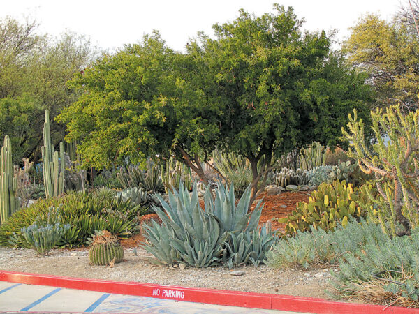 Pacific Horticulture | A Surprising Landscape at Pitzer