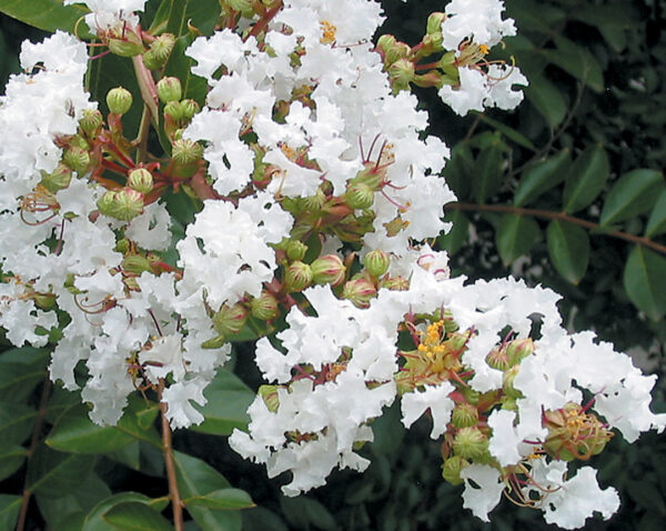 Pacific Horticulture | Crape Myrtles in Western Oregon