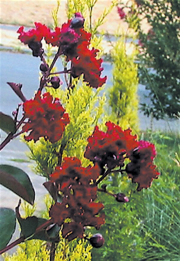 Pacific Horticulture | Crape Myrtles in Western Oregon