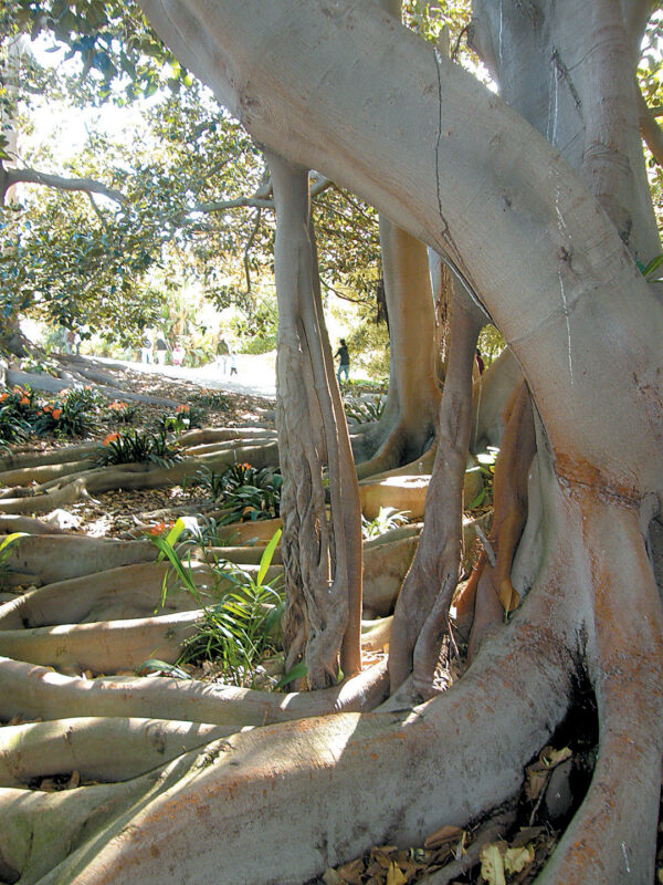 Pacific Horticulture | Trees of South Coast Botanic Garden: The Banyan