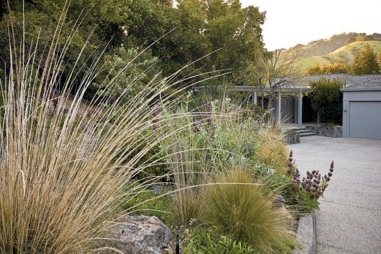 Pacific Horticulture | The Evolution of a Native Garden