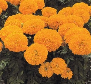 Pacific Horticulture | The Marigold in California