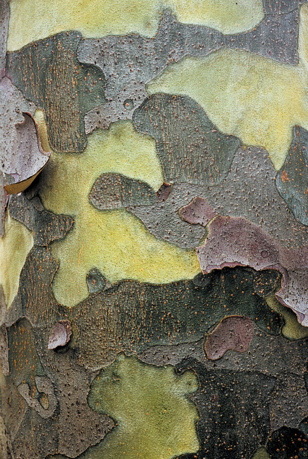 Pacific Horticulture | Enriching Your Garden with Tree Bark