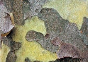 Pacific Horticulture | Enriching Your Garden with Tree Bark