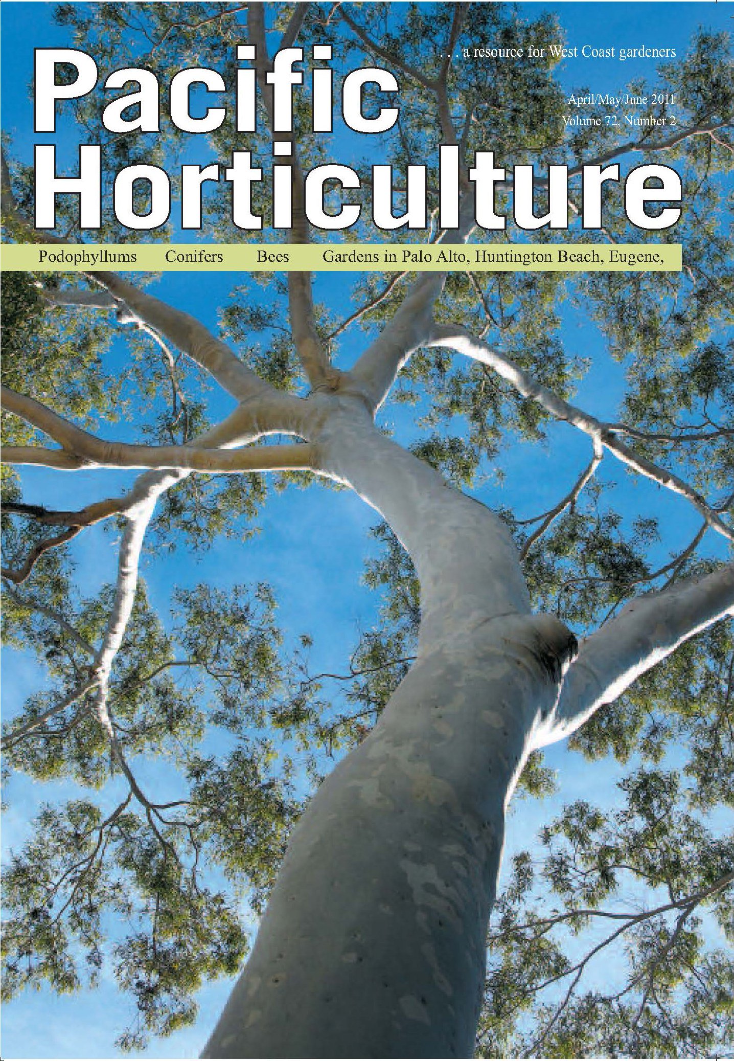 Pacific Horticulture | Podophyllums: The Mayapples of Asia and America