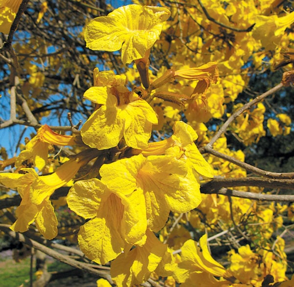Pacific Horticulture | Striving for Diversity: The Trumpet Trees