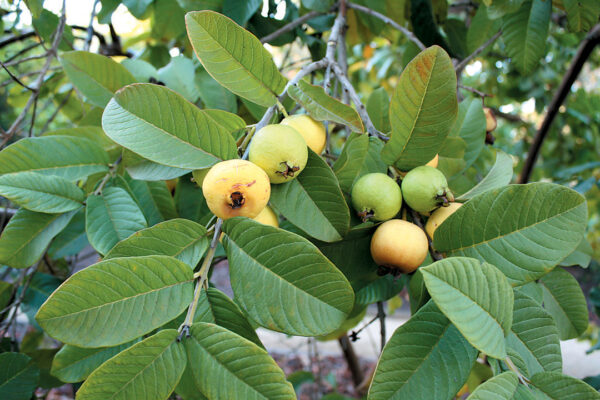 Pacific Horticulture | Orchard Trees of Rancho Los Cerritos: Guavas