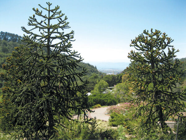 Pacific Horticulture | Pacific Plant Promotions: Araucaria araucana