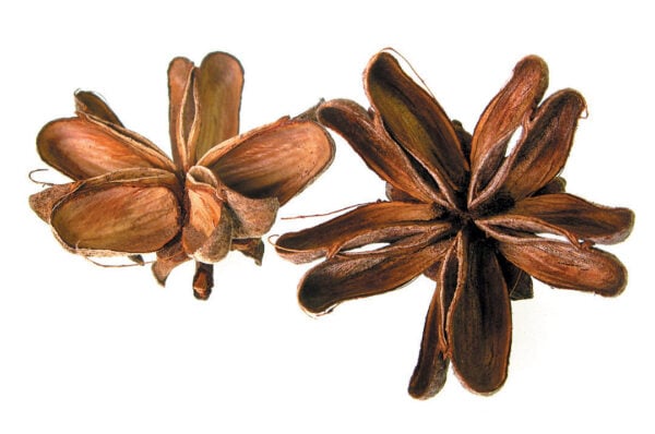 Pacific Horticulture | Striving for Diversity: Quillaja saponaria