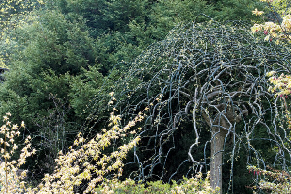 Pacific Horticulture | Dry Slope Gardening in Seattle