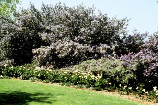 Pacific Horticulture | The Legacy of the Saratoga Horticultural ...