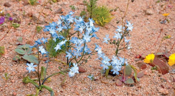 Pacific Horticulture | An Introduction to the Geography, Climate, and ...