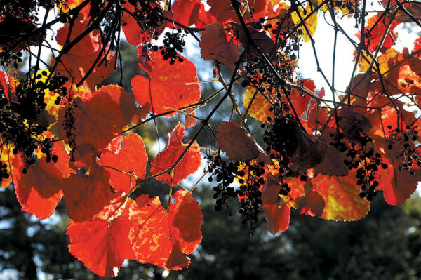 Pacific Horticulture | Vitis 'Roger's Red'