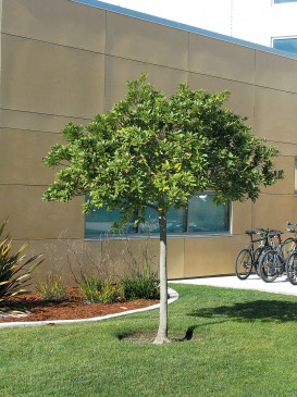 Pacific Horticulture | Striving for Diversity: Japanese Blueberry Tree