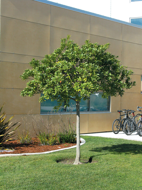 Pacific Horticulture | Striving for Diversity: Japanese Blueberry Tree