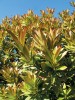 Pacific Horticulture | Striving for Diversity: Japanese Blueberry Tree