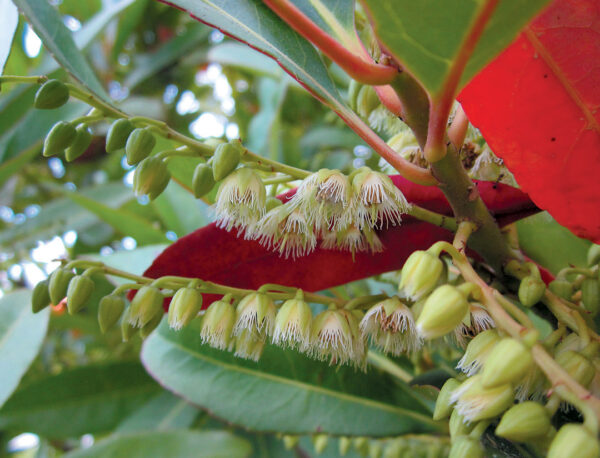 Pacific Horticulture | Striving for Diversity: Japanese Blueberry Tree