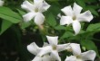 Pacific Horticulture | Hardy Fragrant Jasmine