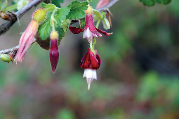 Pacific Horticulture | A Gooseberry Affair