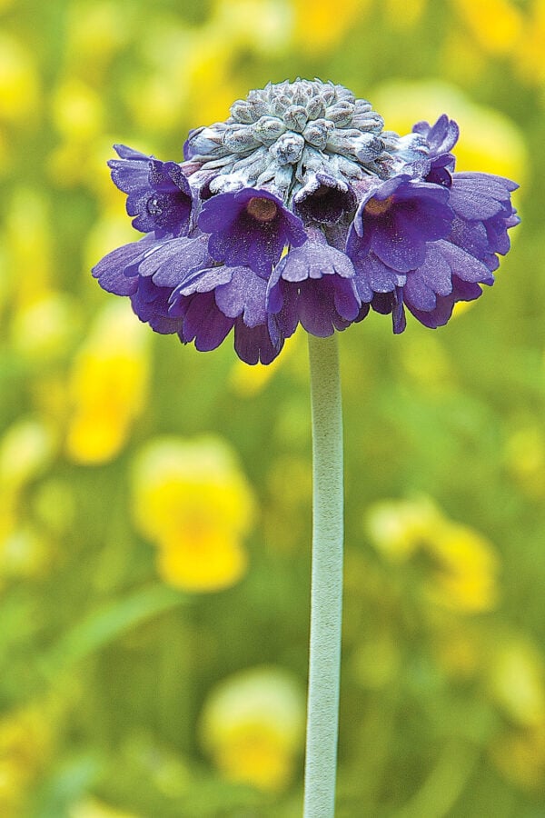 Pacific Horticulture | Primula: the Joys of Spring and Beyond