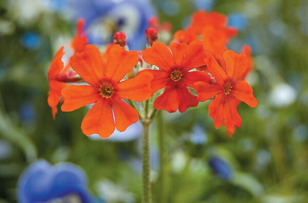 Pacific Horticulture | Primula: the Joys of Spring and Beyond