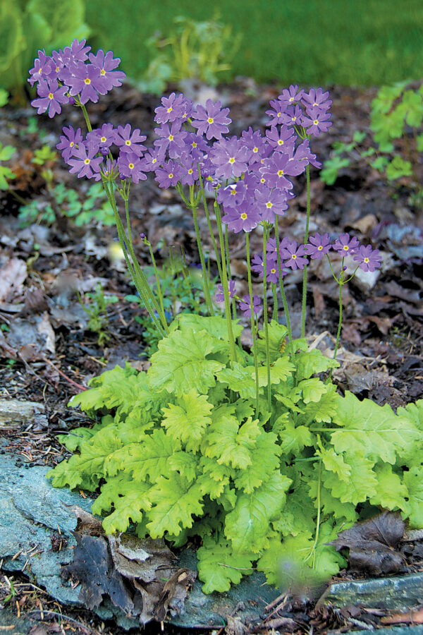 Pacific Horticulture | Primula: the Joys of Spring and Beyond
