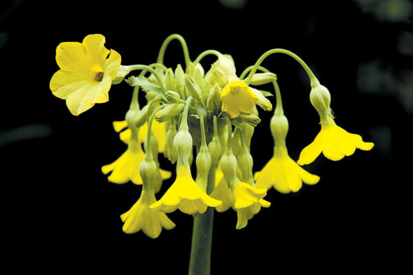 Pacific Horticulture | Primula: the Joys of Spring and Beyond