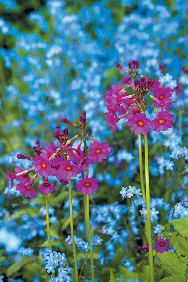 Pacific Horticulture | Primula: the Joys of Spring and Beyond