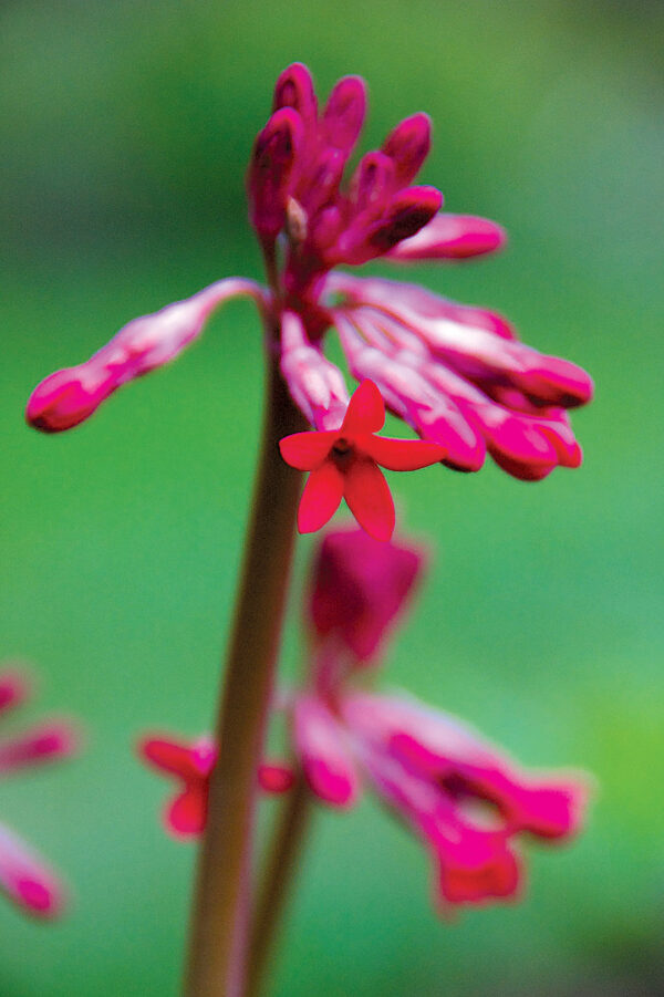 Pacific Horticulture | Primula: the Joys of Spring and Beyond