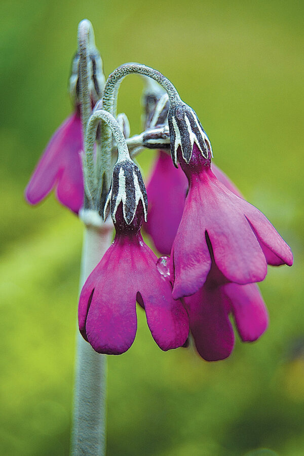 Pacific Horticulture | Primula: the Joys of Spring and Beyond