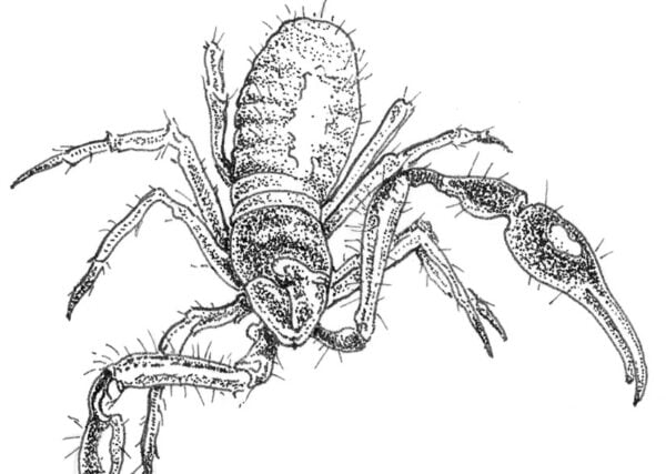 Pacific Horticulture | Garden Allies: Soil Microarthropods