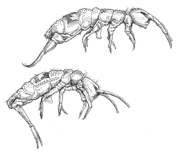 Pacific Horticulture | Garden Allies: Soil Microarthropods