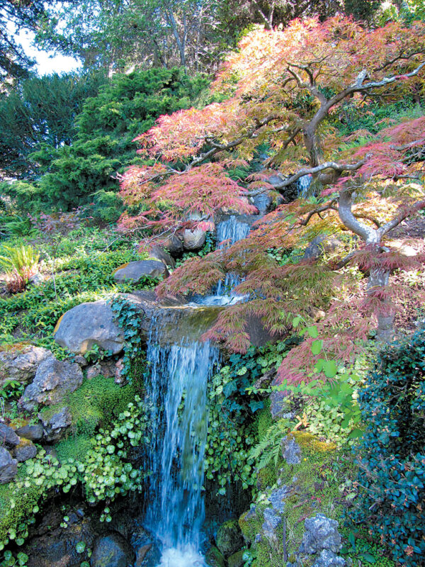 Pacific Horticulture | Revealing the “Essence of the Tree”: Aesthetic ...