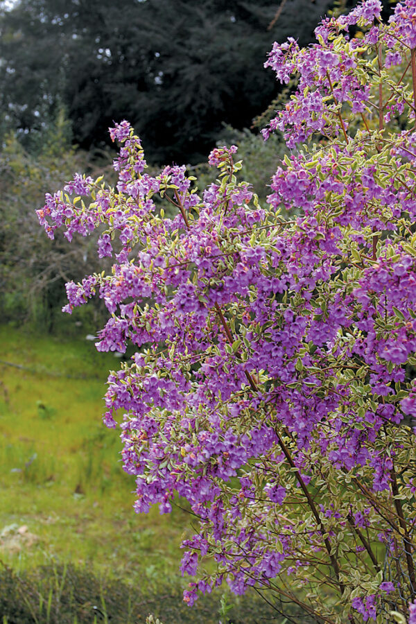 Pacific Horticulture | Australian Shrubs