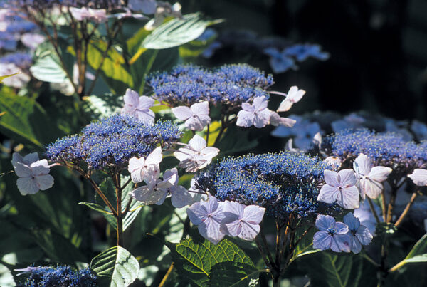Pacific Horticulture | Great Plant Picks 2012: Made in the Shade