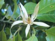 Pacific Horticulture | Striving for Diversity: Fragrant Champaca