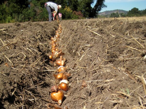 Pacific Horticulture | Daffodil Success at Filoli