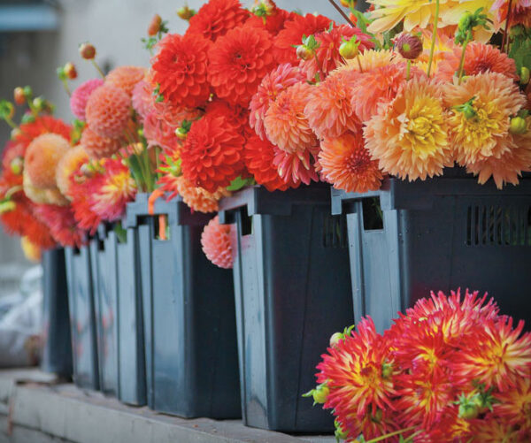 Pacific Horticulture | Bloom Time for a Cut Flower Farmer