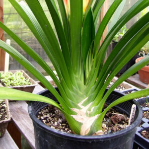 Pacific Horticulture | Cultivating Clivia