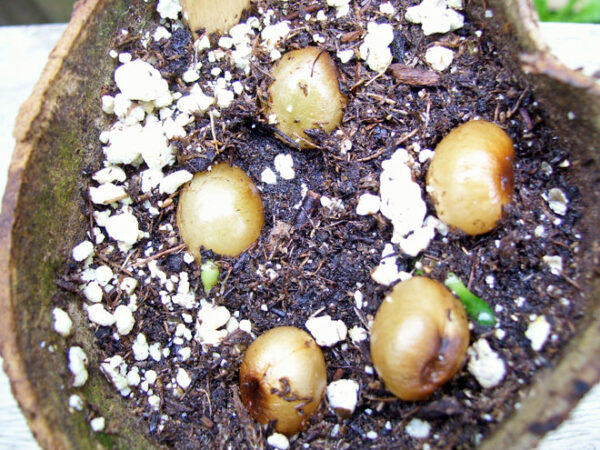 Pacific Horticulture | Cultivating Clivia