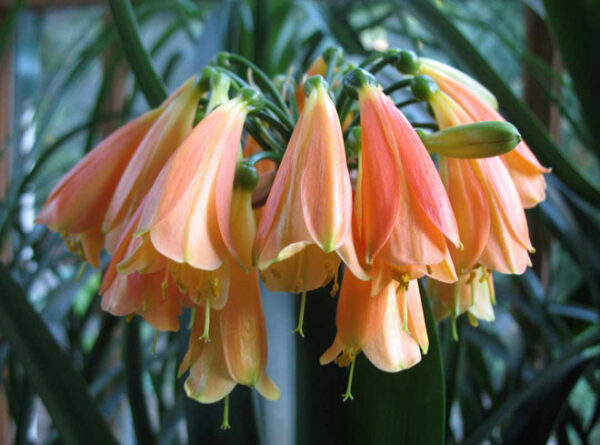 Pacific Horticulture | Cultivating Clivia