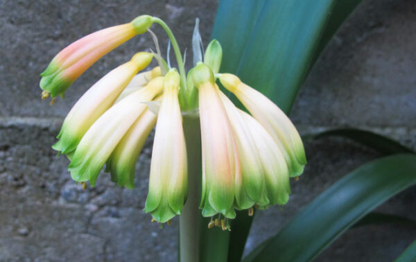 Pacific Horticulture | Cultivating Clivia