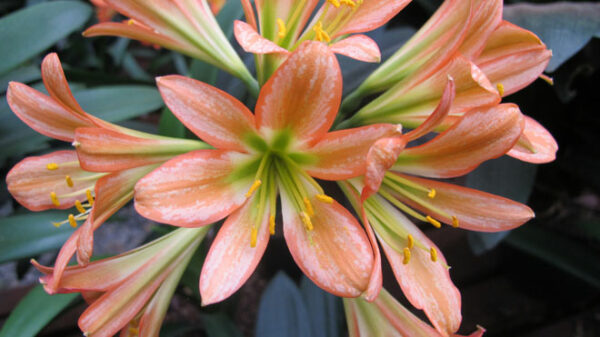 Pacific Horticulture | Cultivating Clivia